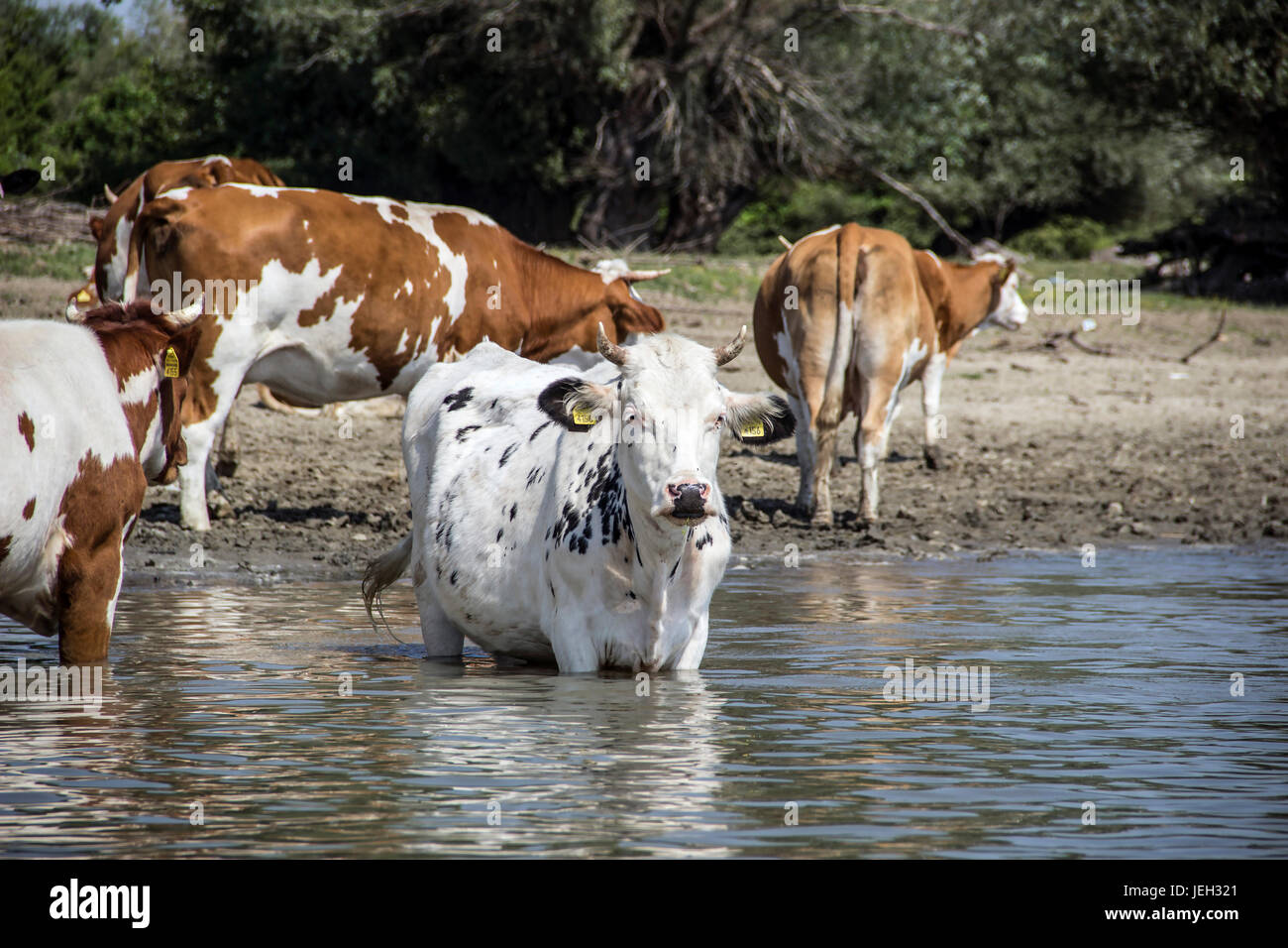 Danube, Serbia - Herd of cows cooling themselves in the river Stock ...