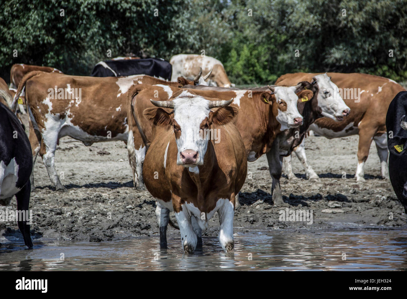 Danube, Serbia - Herd of cows cooling themselves in the river Stock ...