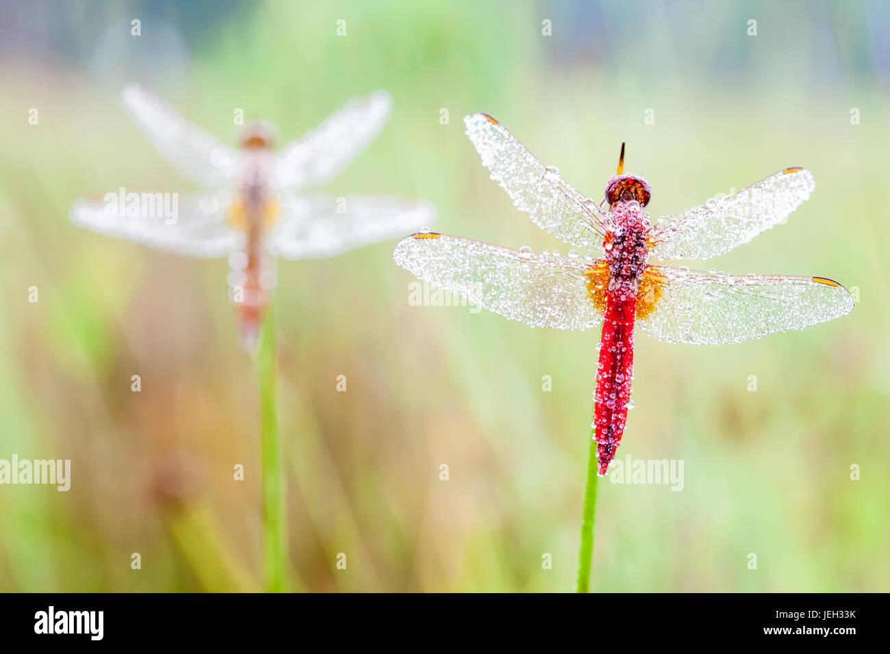 Firefly Species High Resolution Stock Photography and Images - Alamy