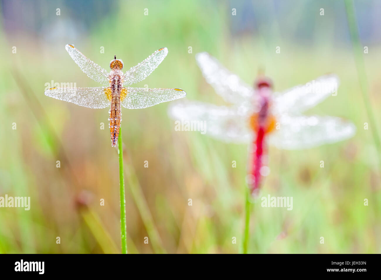 Firefly Species High Resolution Stock Photography and Images - Alamy