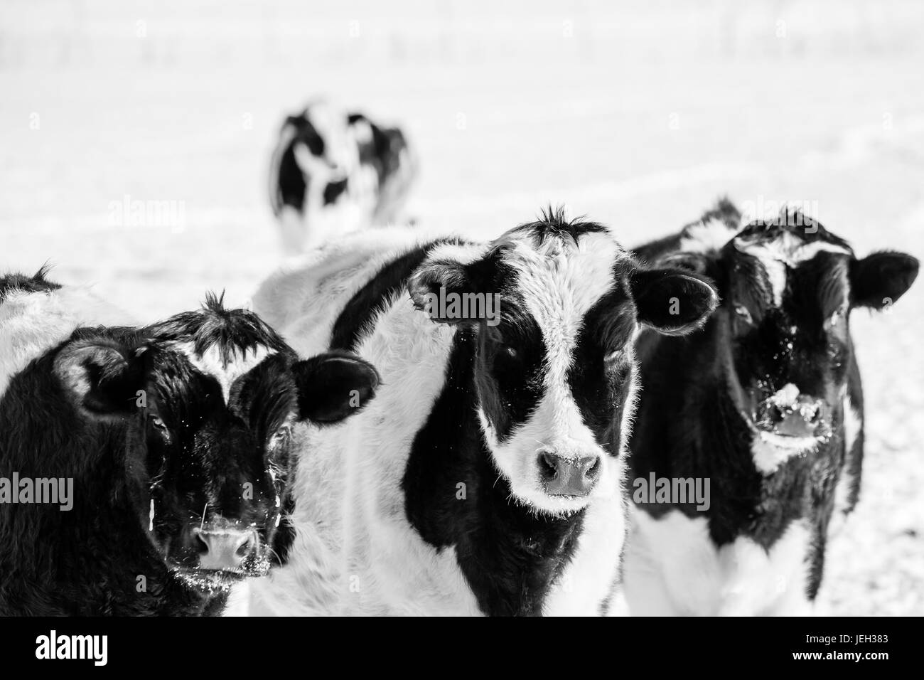 Holstein cows calf hi-res stock photography and images - Alamy