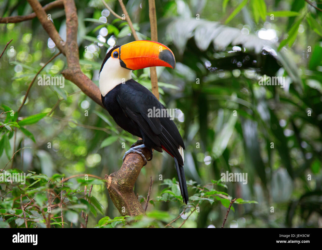 Colorful tucan in the wild Stock Photo - Alamy