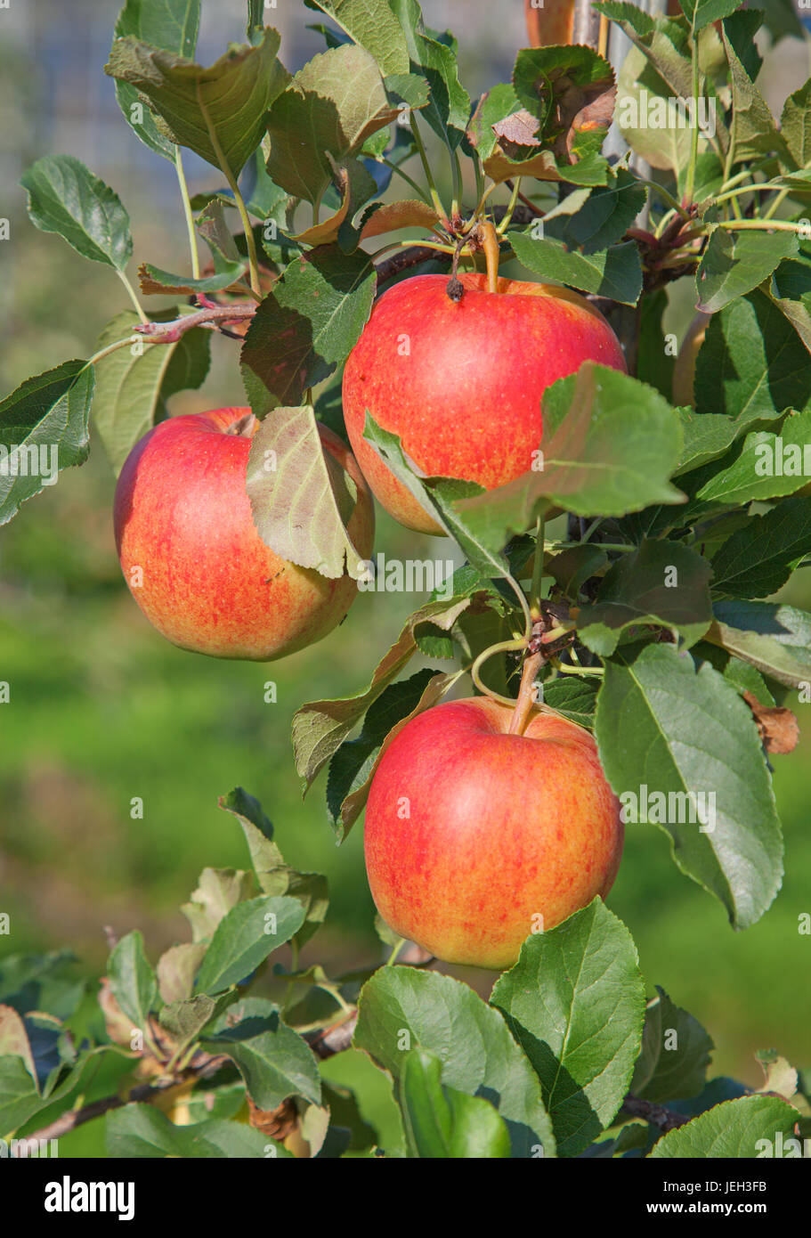 Apple garden full of riped red apples Stock Photo - Alamy