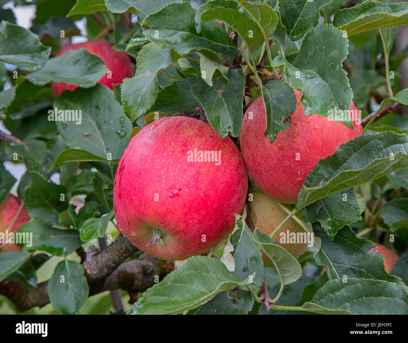 Apple garden full of riped red apples Stock Photo - Alamy