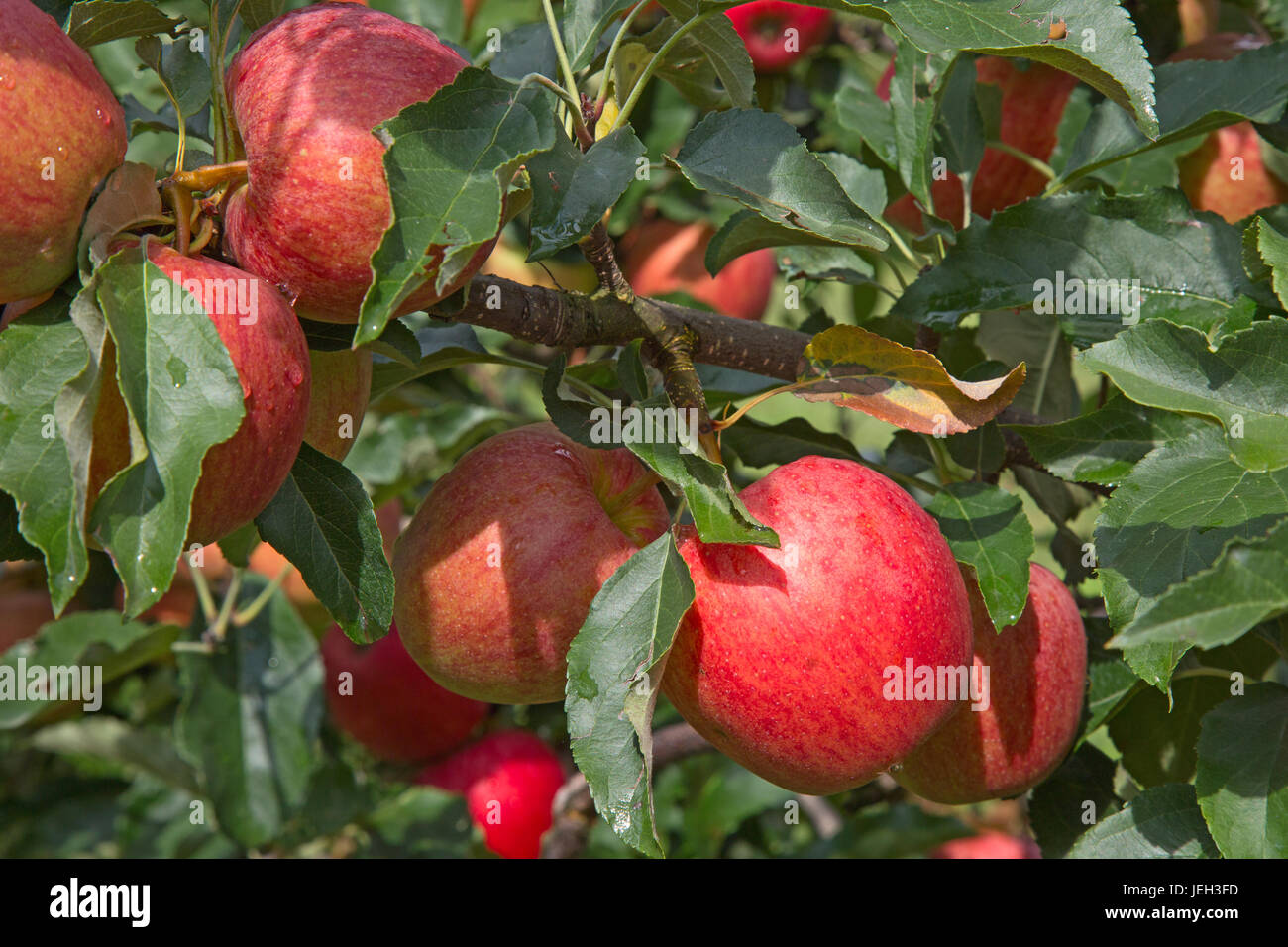 Apple garden full of riped red apples Stock Photo - Alamy