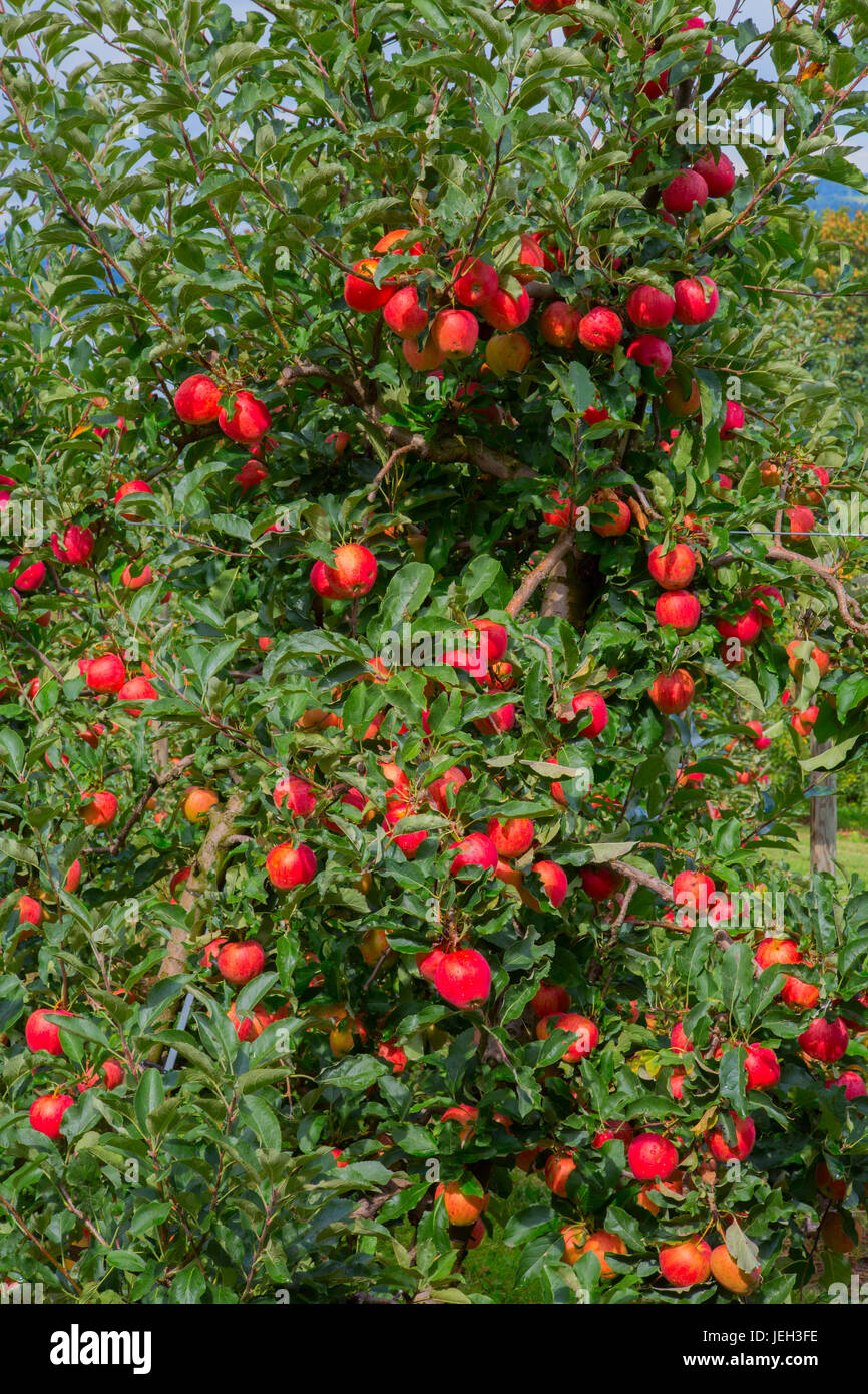 Apple garden full of riped red apples Stock Photo - Alamy