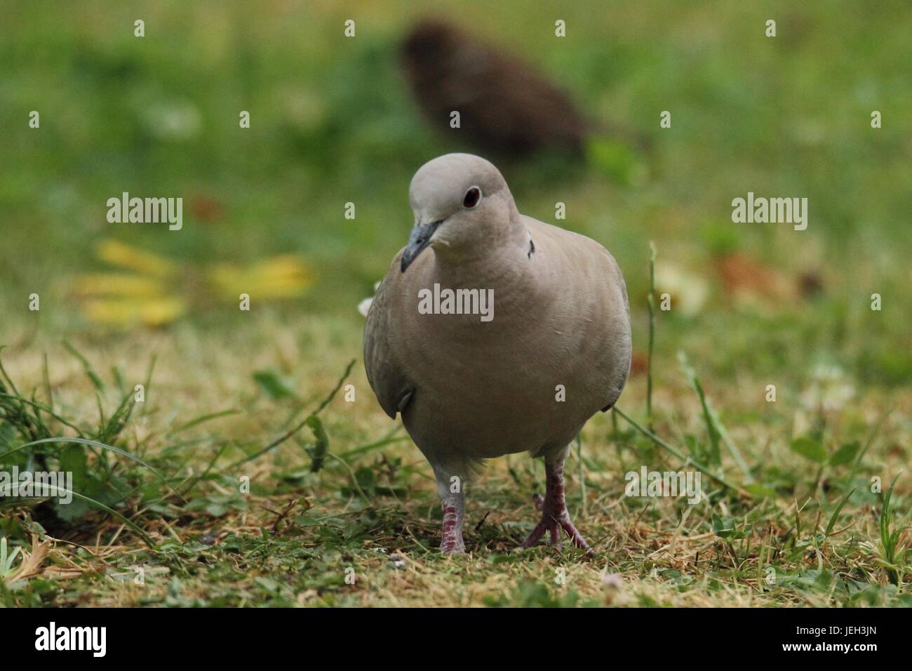 Collareddove hi-res stock photography and images - Alamy