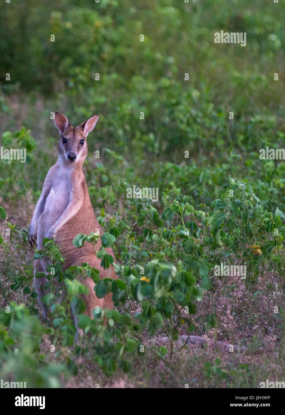 Wallabies in farmer's field near Kakadu national park, Northern ...