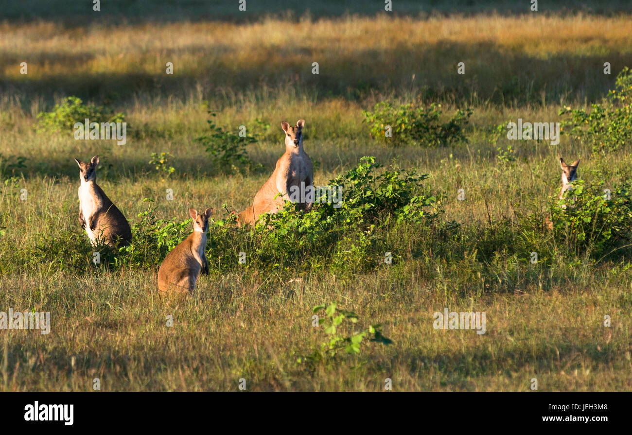 Wallabies in farmer's field near Kakadu national park, Northern ...