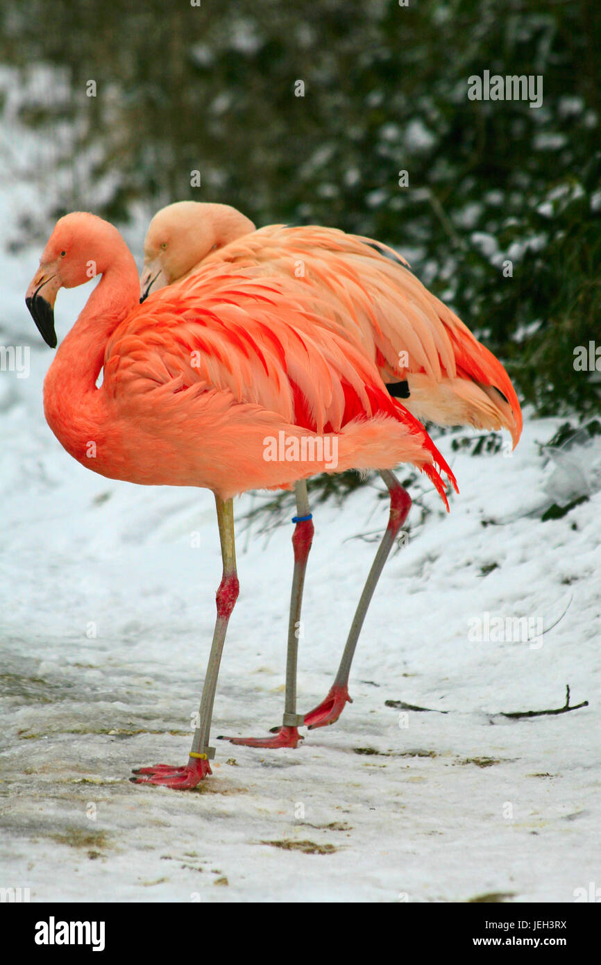 Pink flamingos on the snow Stock Photo - Alamy