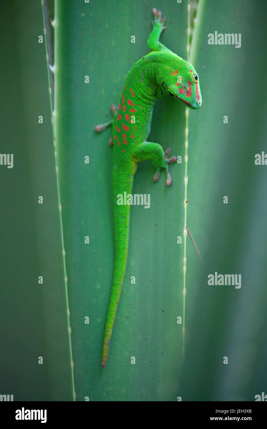 Green gecko on the leaf Stock Photo - Alamy