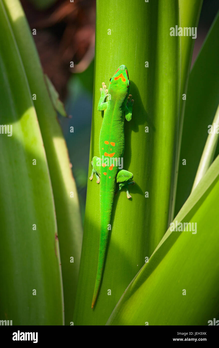 Green gecko on the leaf Stock Photo - Alamy