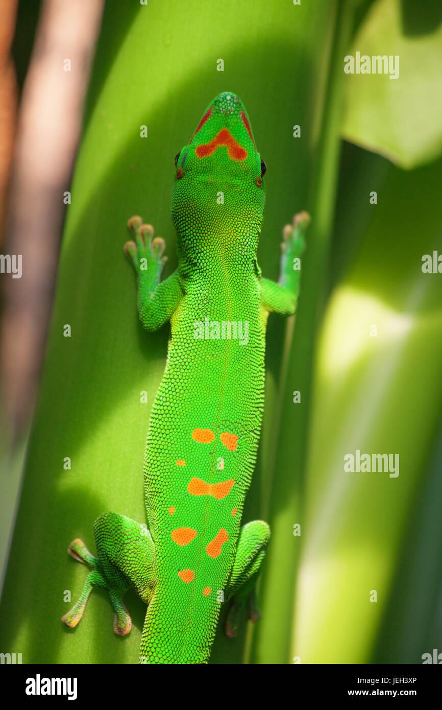 Green gecko on the leaf Stock Photo - Alamy