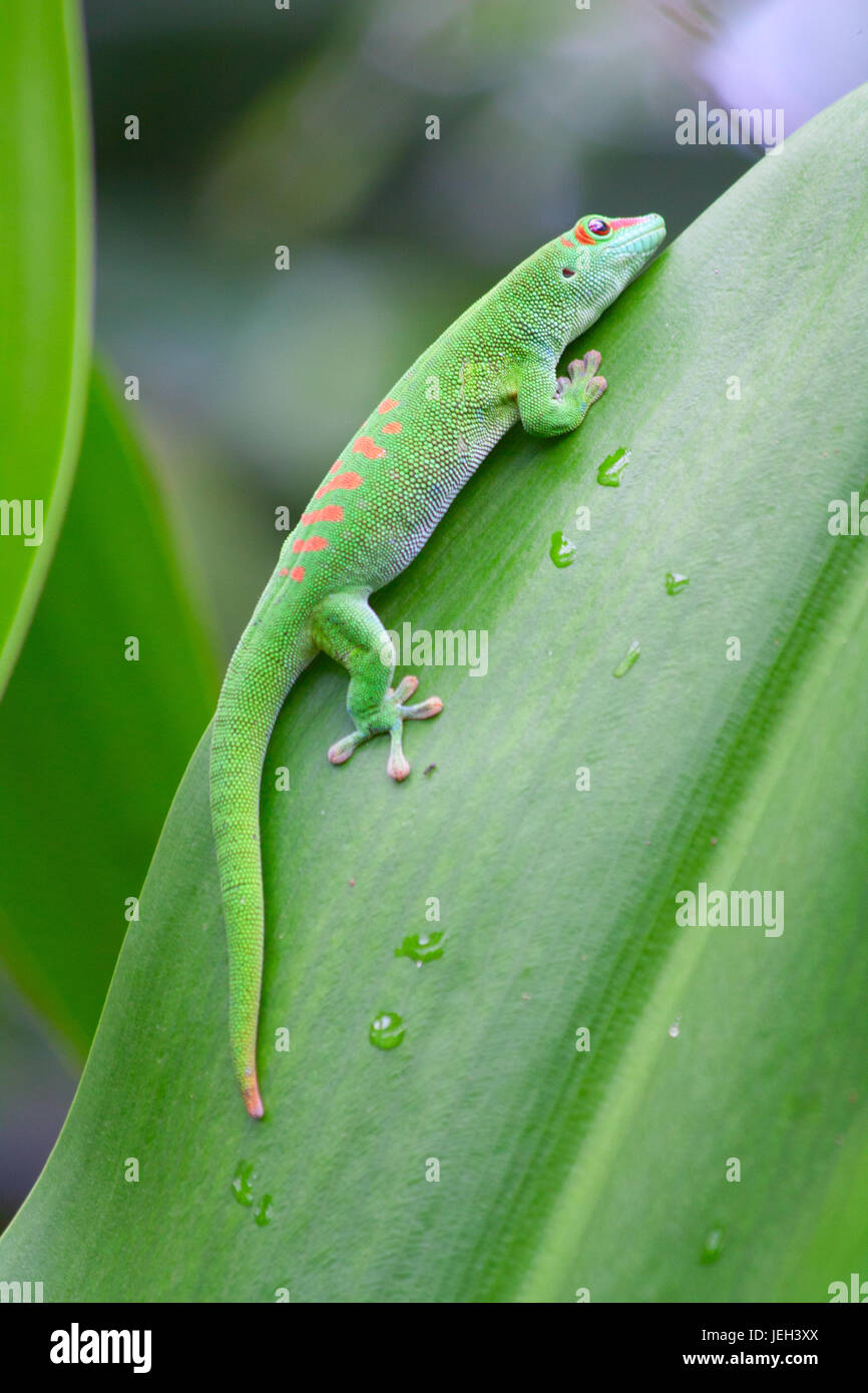 Green gecko on the leaf Stock Photo - Alamy