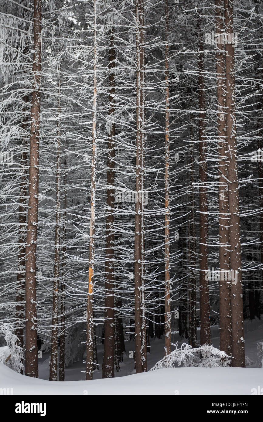 On pine frost hi-res stock photography and images - Alamy
