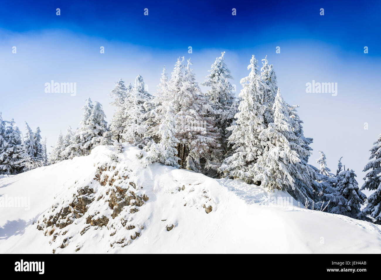 Pine trees snow slope hi-res stock photography and images - Alamy