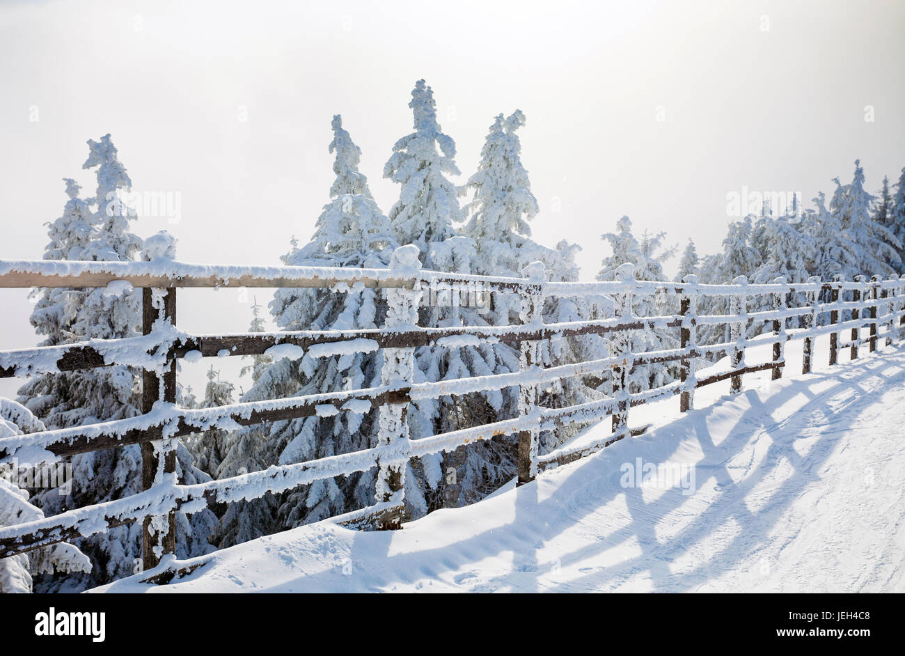 Snow trees banner hi-res stock photography and images - Alamy