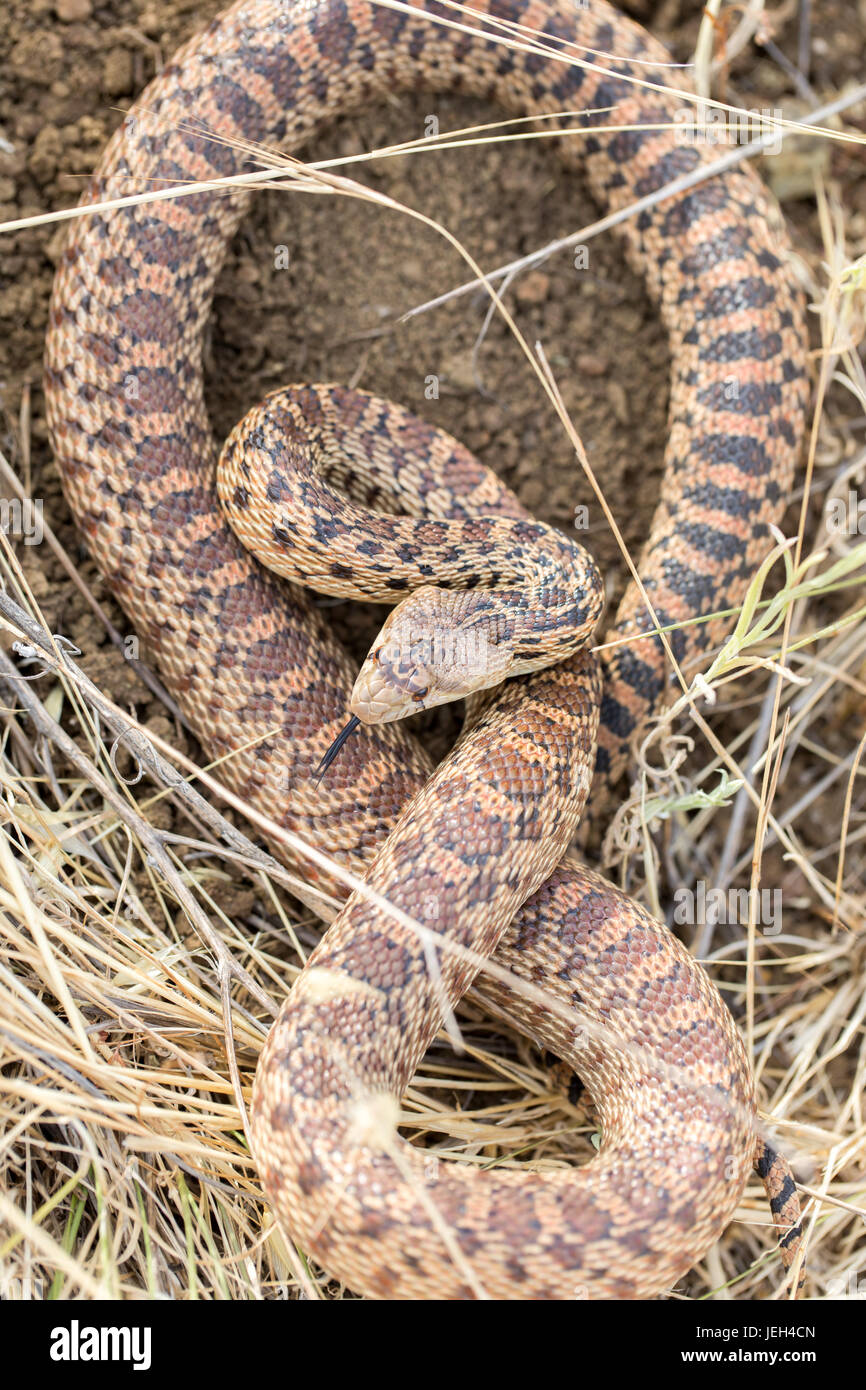 Pacific Gopher Snake (Pituophis catenifer catenifer) Adult in defensive ...