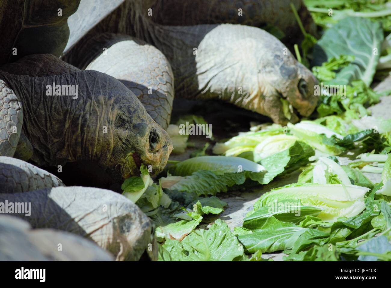 Galapagos long neck tortoise hi-res stock photography and images - Alamy