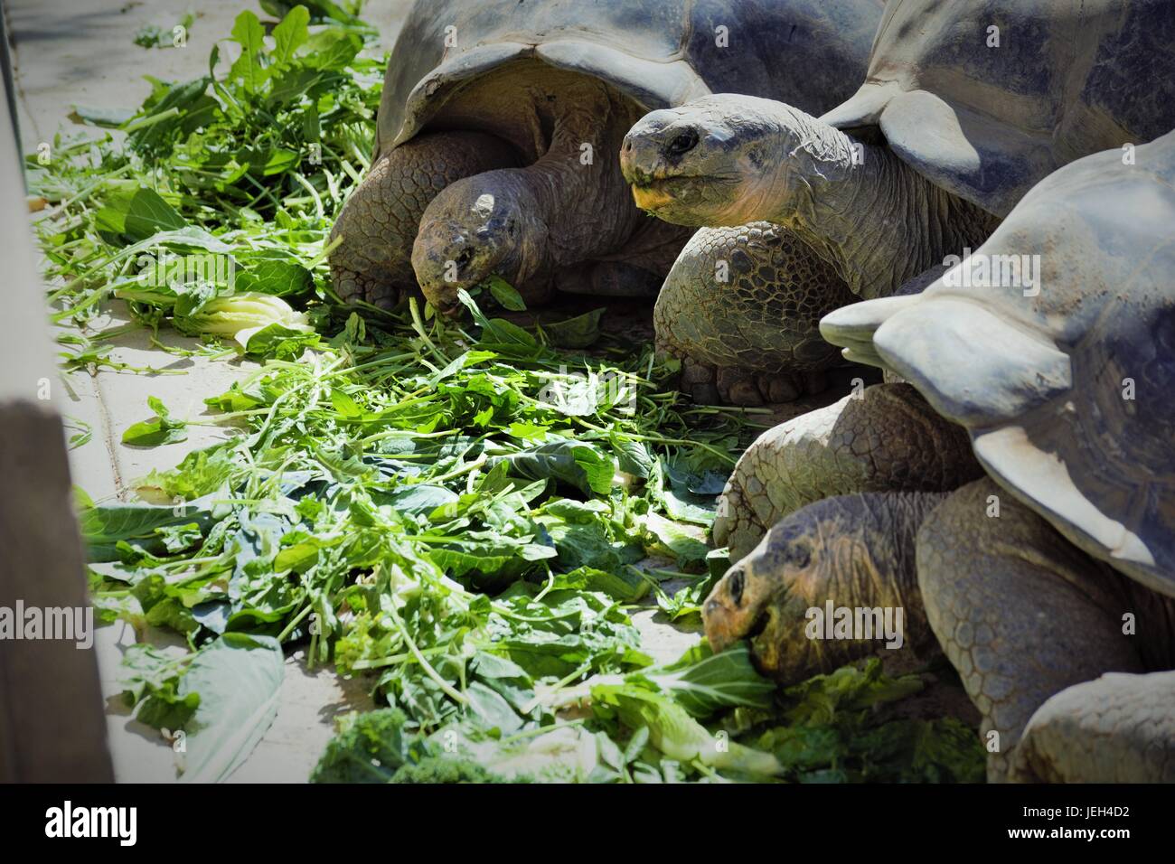 The giant tortoises feeding hi-res stock photography and images - Alamy