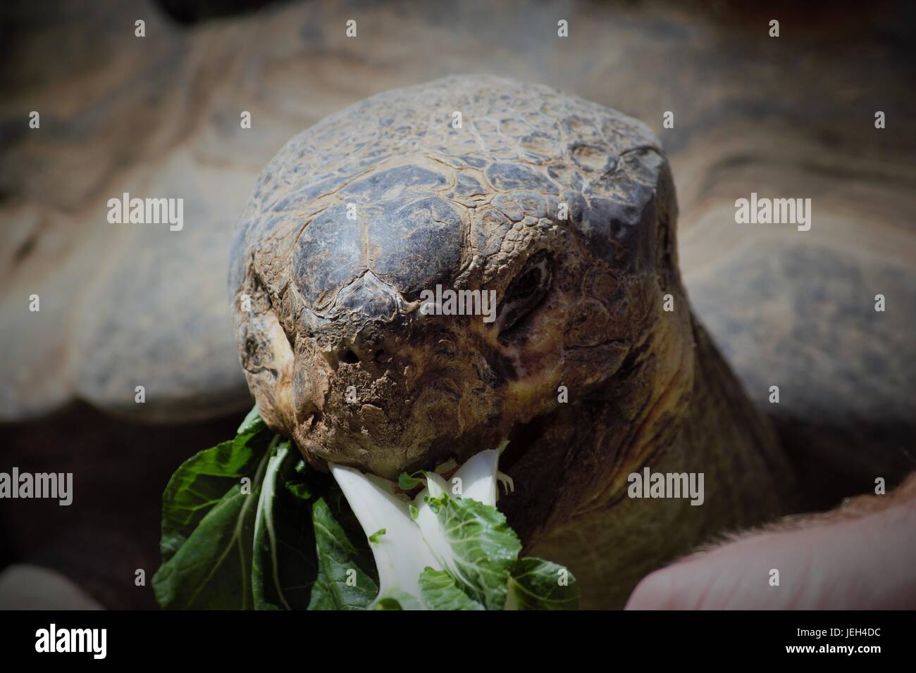 Galapagos giant tortoise and human hi-res stock photography and images ...