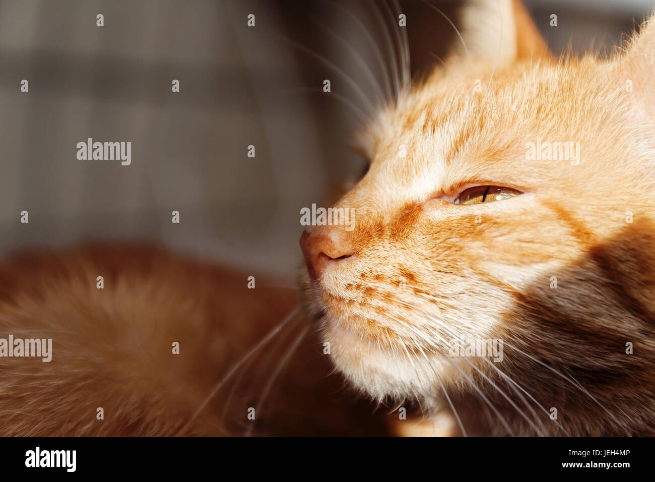 red cat, close-up portrait of the head, squinted in the sun and ...