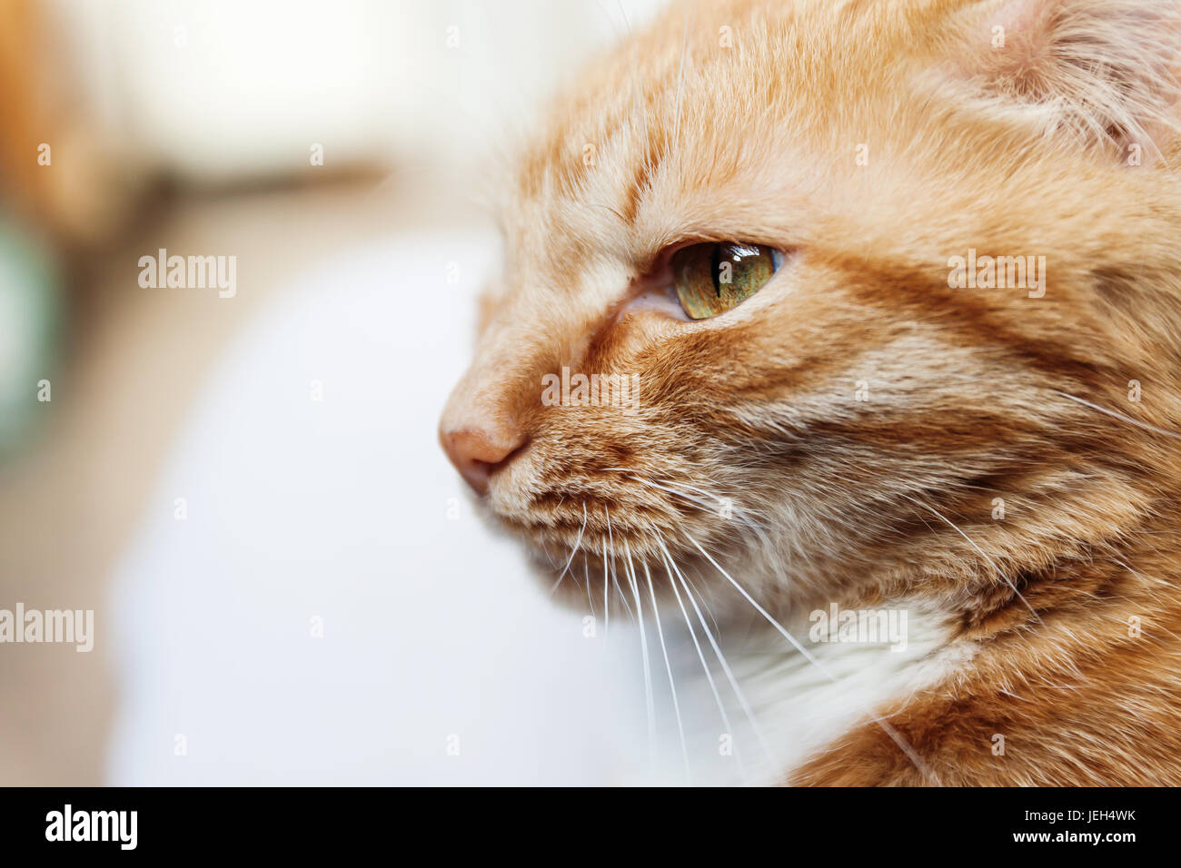 A red cat, a large portrait of the head, squinted in the sun, his eyes ...