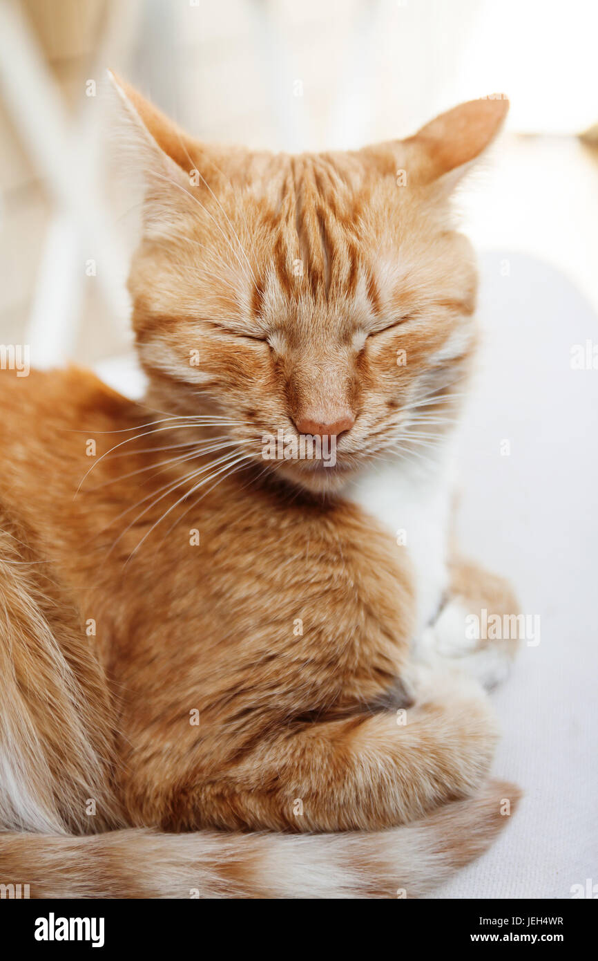 red cat, close-up portrait of the head, squinted in the sun and ...