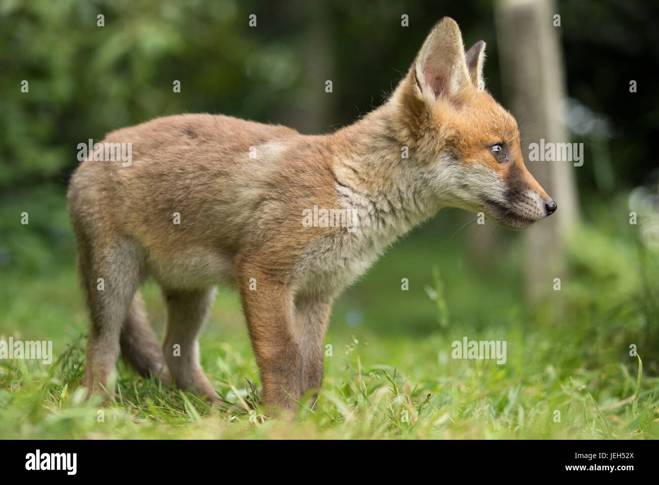 Young fox cub exploring its new surroundings Stock Photo - Alamy