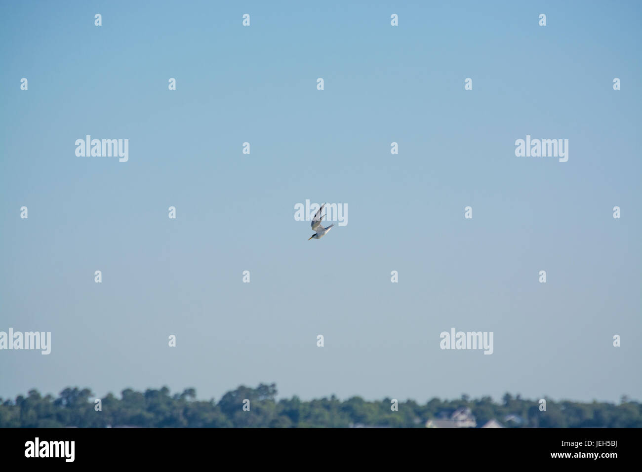 Tern in flight Stock Photo - Alamy
