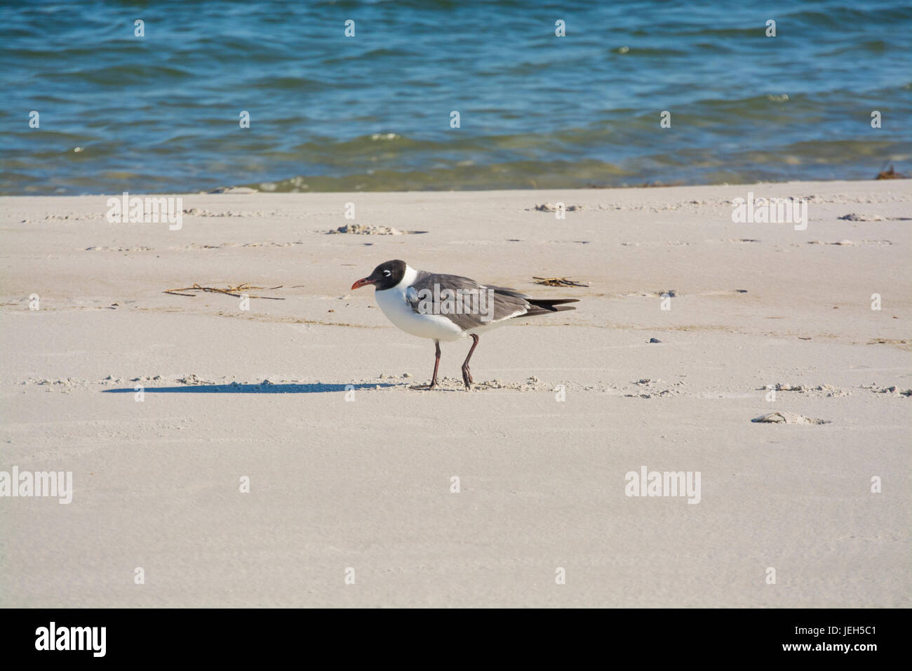 Laughing gull on beach Stock Photo - Alamy