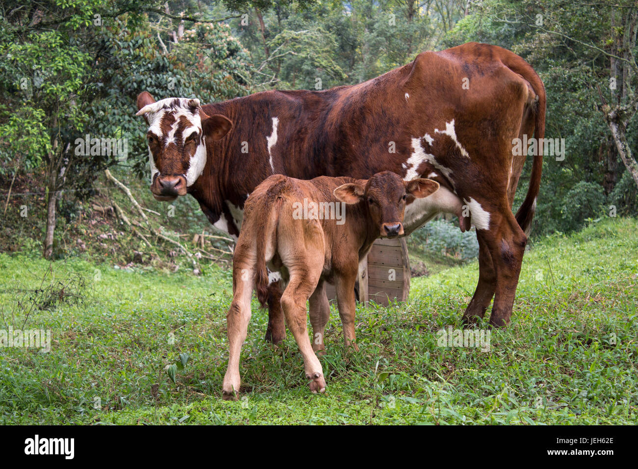 Cow and calf Stock Photo - Alamy