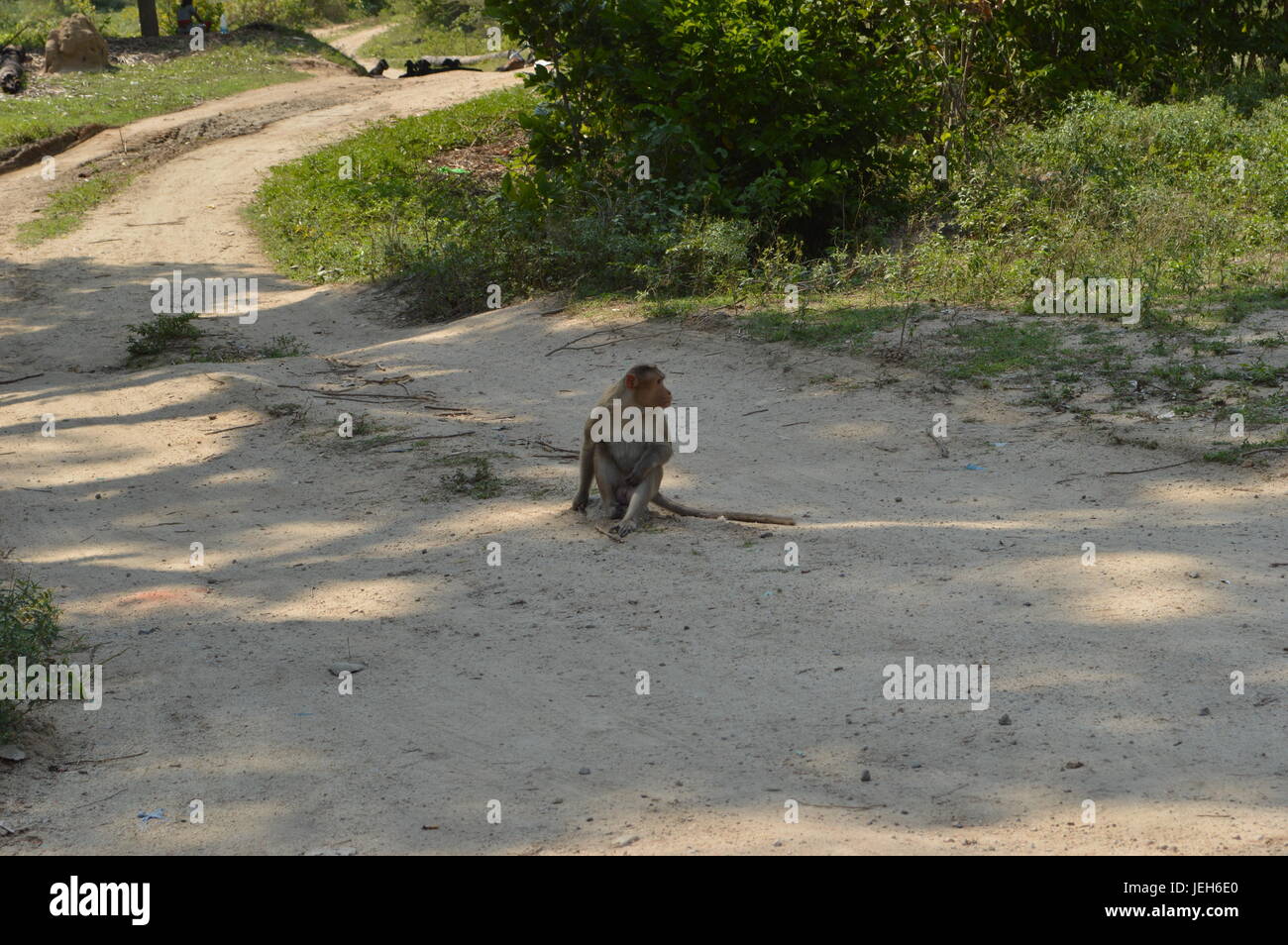 Monkeys in the Wild Stock Photo - Alamy