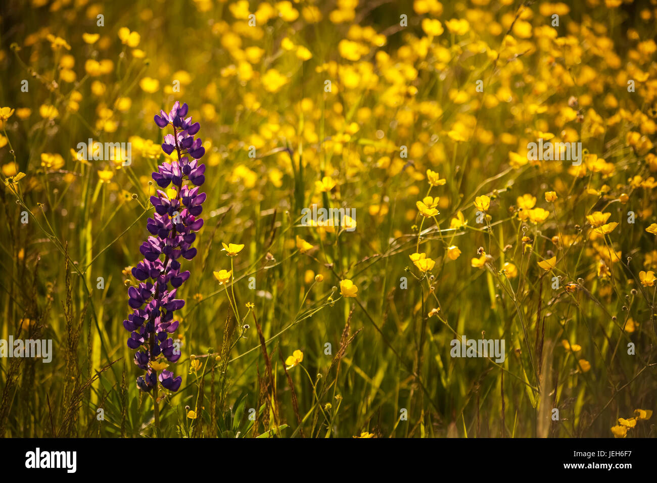 Garden lupin hi-res stock photography and images - Alamy