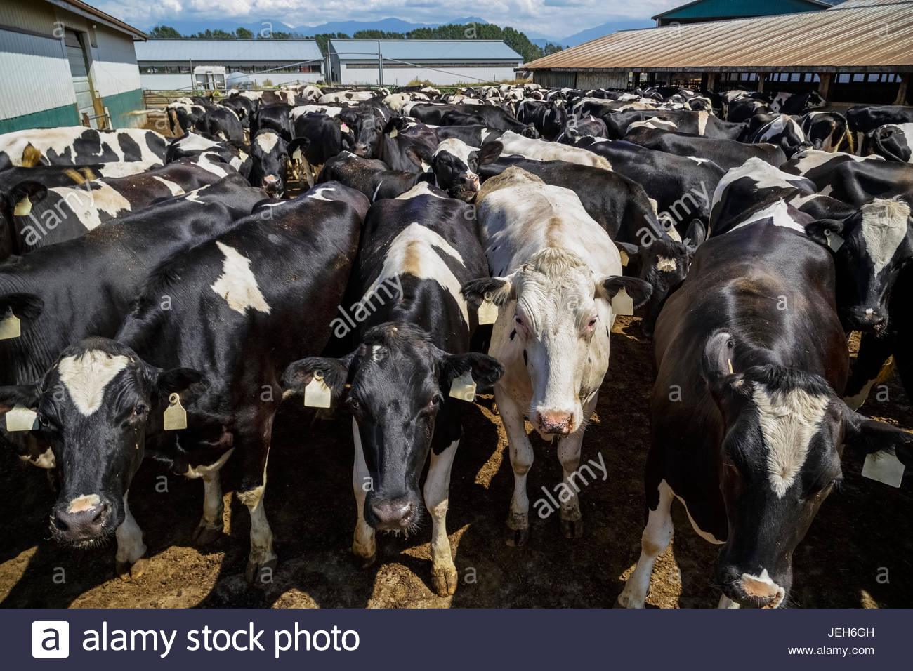 British Holstein High Resolution Stock Photography and Images - Alamy
