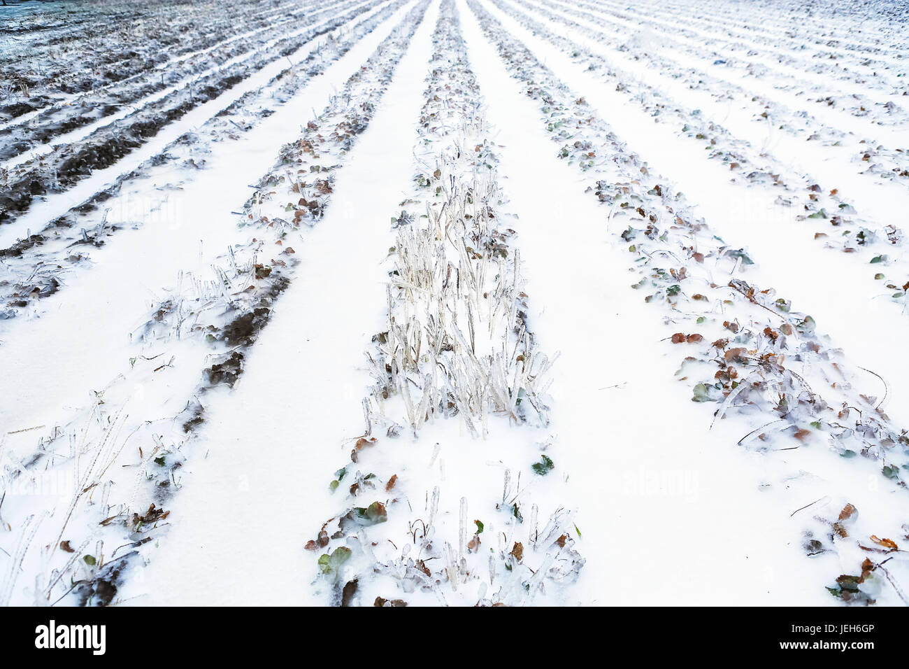 Field crop snow hi-res stock photography and images - Alamy