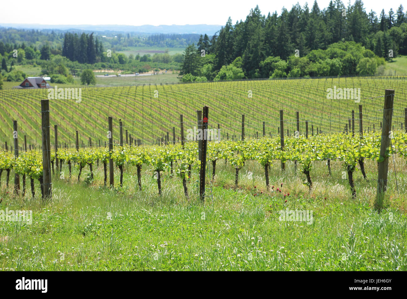 A vineyard growing on a landscape of rolling hills Stock Photo - Alamy