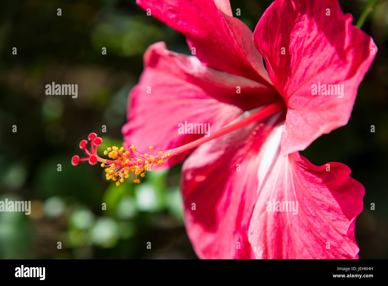 Hawaii hibiscus flower hi-res stock photography and images - Alamy