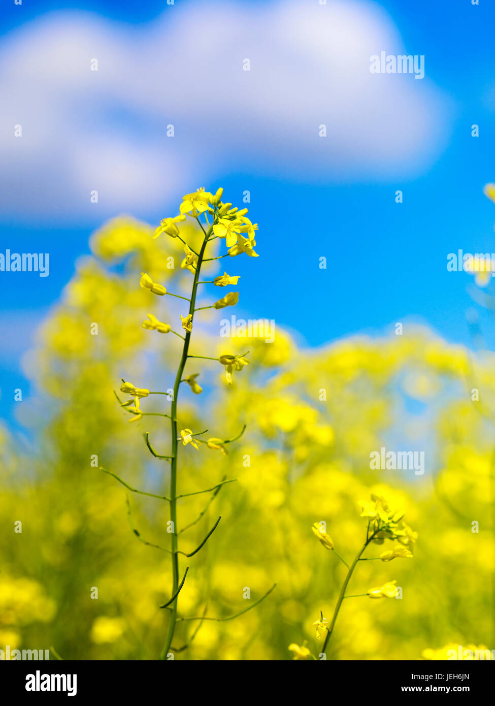 Canola in bloom hi-res stock photography and images - Alamy