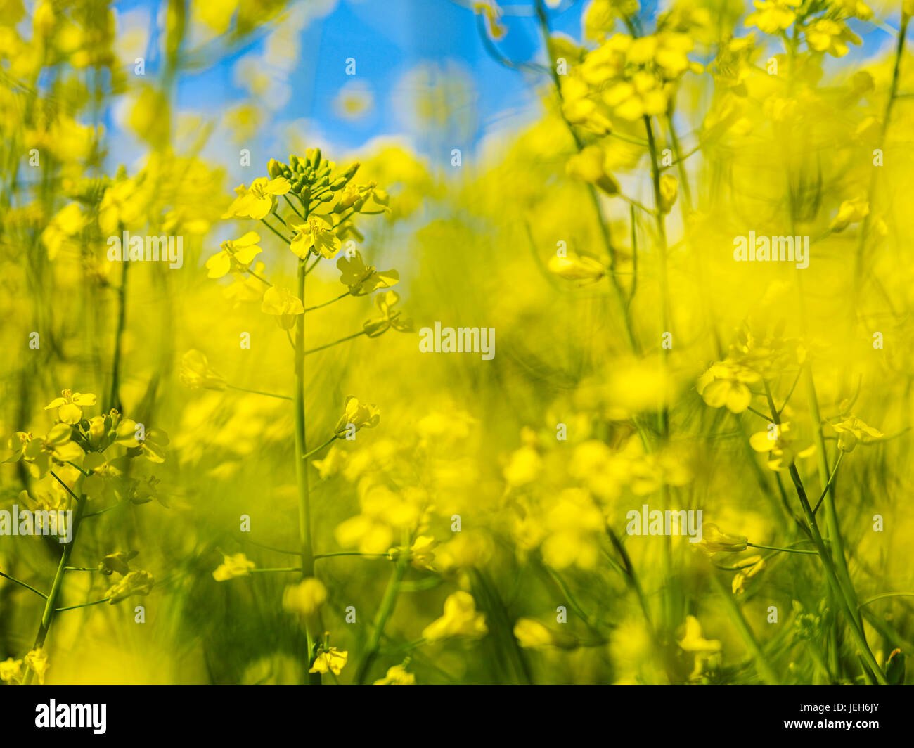 Canola in bloom hi-res stock photography and images - Alamy