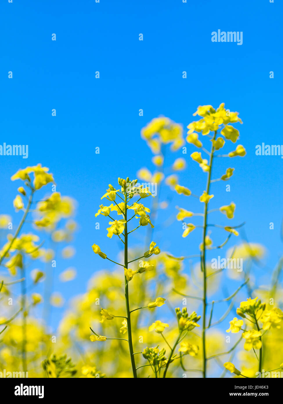 Close up of canola in bloom; Alberta, Canada Stock Photo - Alamy