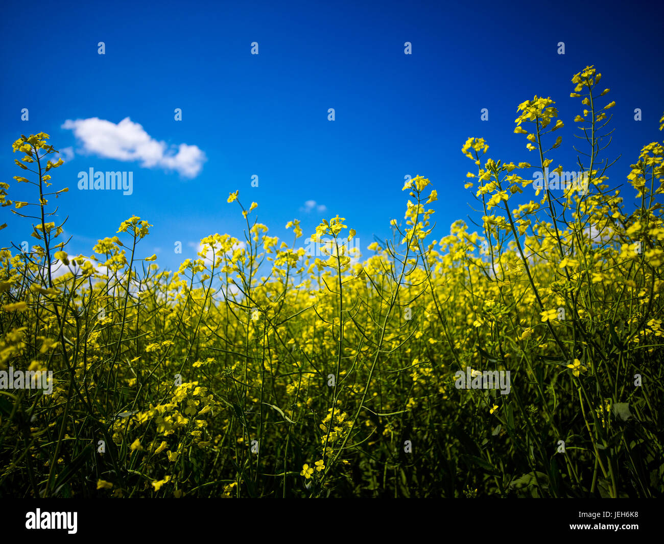 Canola in bloom under a blue sky; Alberta, Canada Stock Photo - Alamy