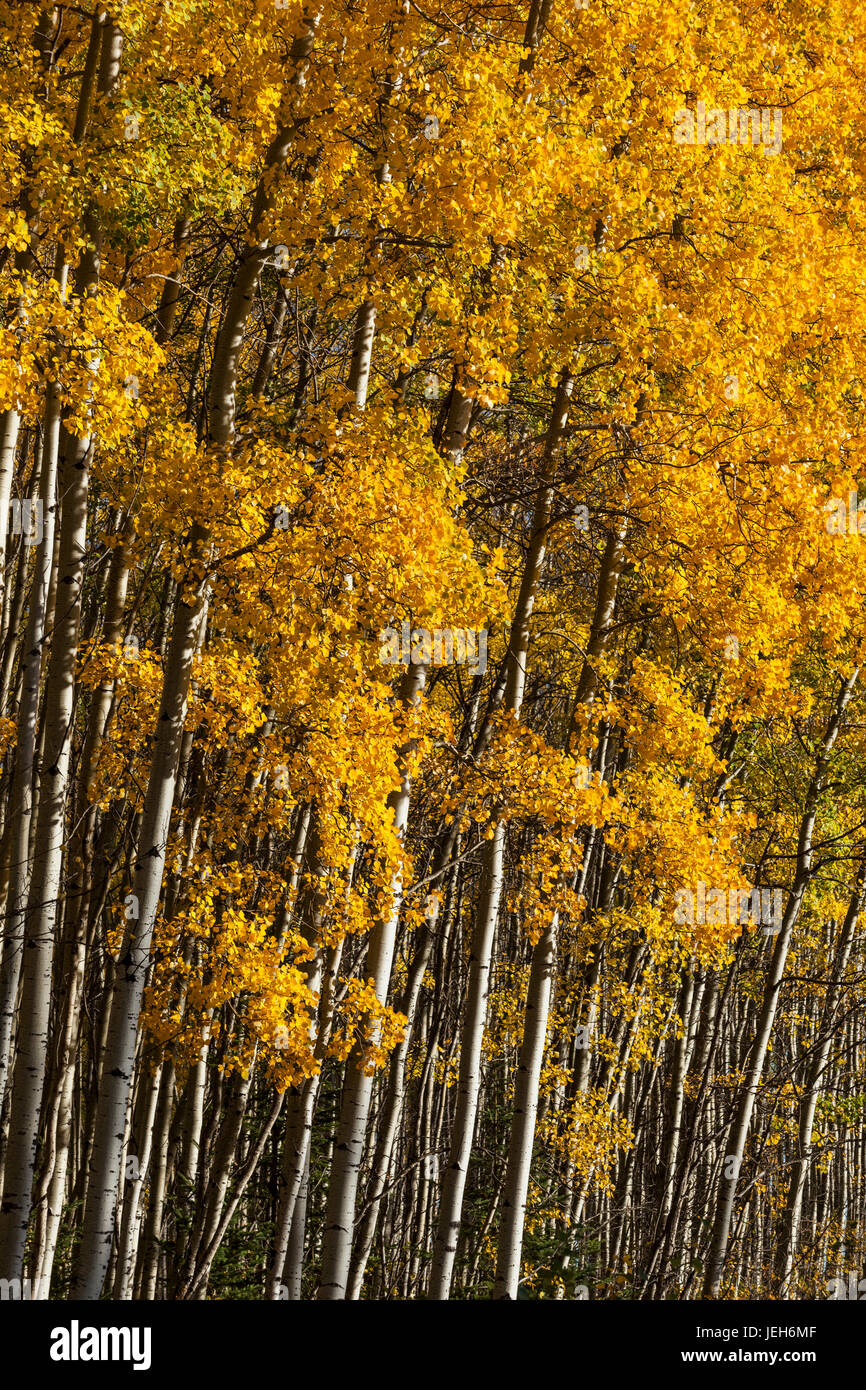 Golden foliage on trees in a forest; Alberta, Canada Stock Photo - Alamy