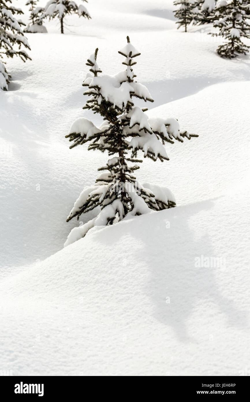 Small evergreen tree hi-res stock photography and images - Alamy