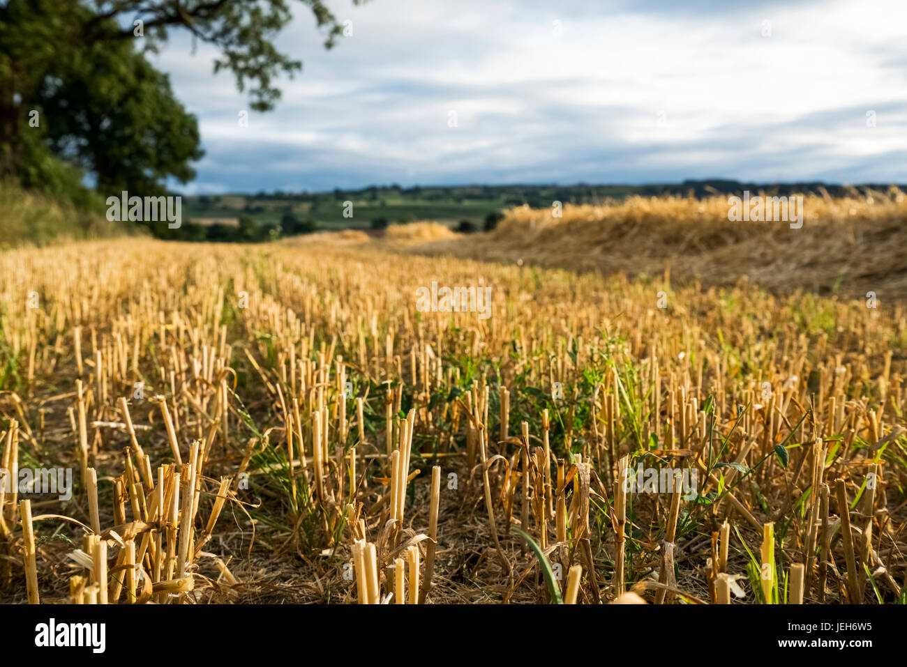 Crop stubble in a field under a cloudy sky; Ravensworth, North ...