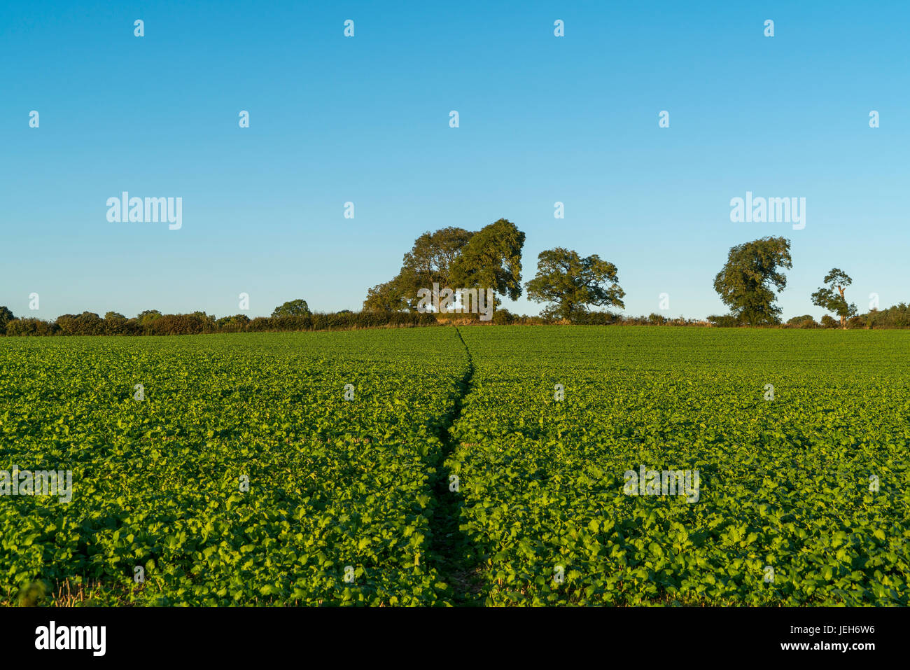 A lush green crop growing in a field with blue sky; Yorkshire, England ...