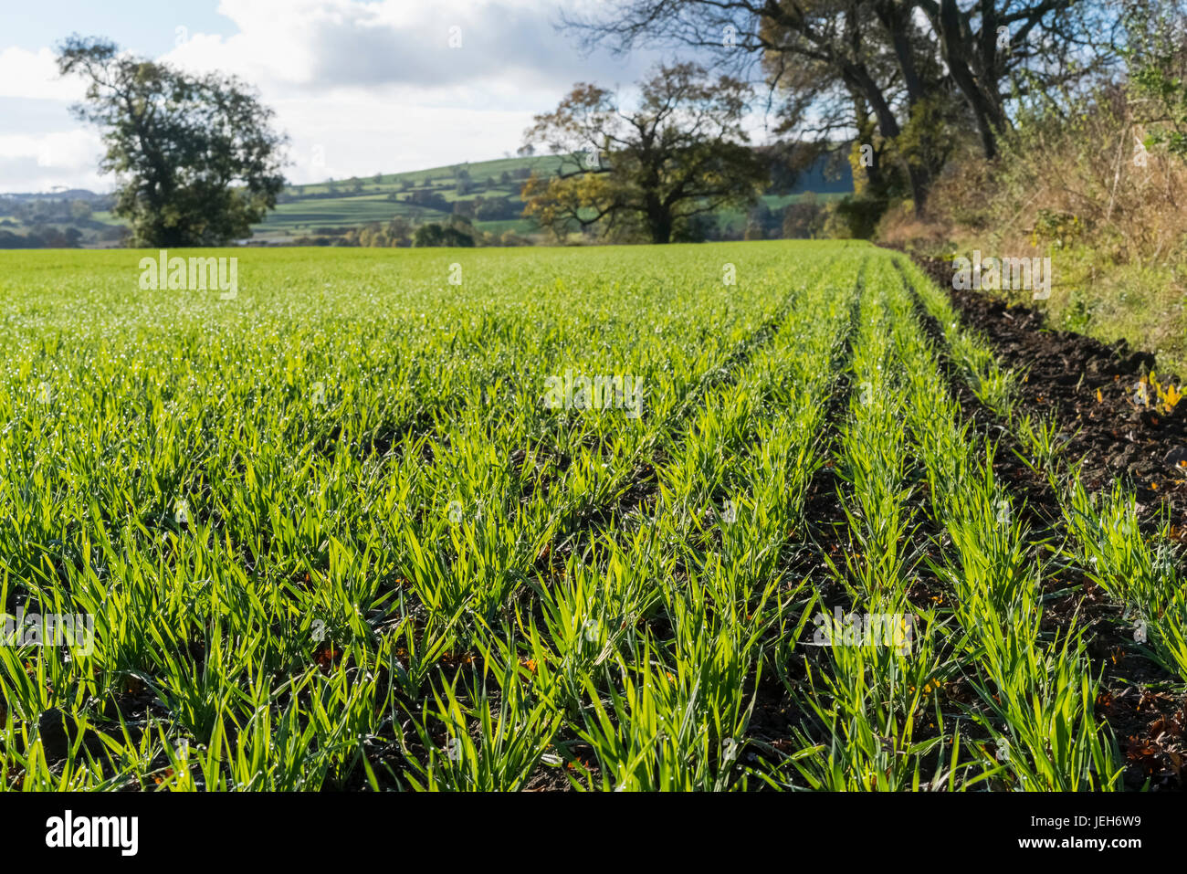 Plants at an early growing stage in a field; Yorkshire, England Stock ...