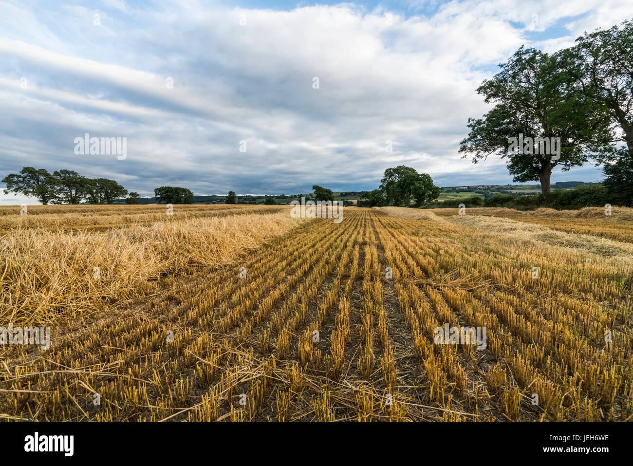 Hay stubble on a cut field under a cloudy sky; Ravensworth, North ...