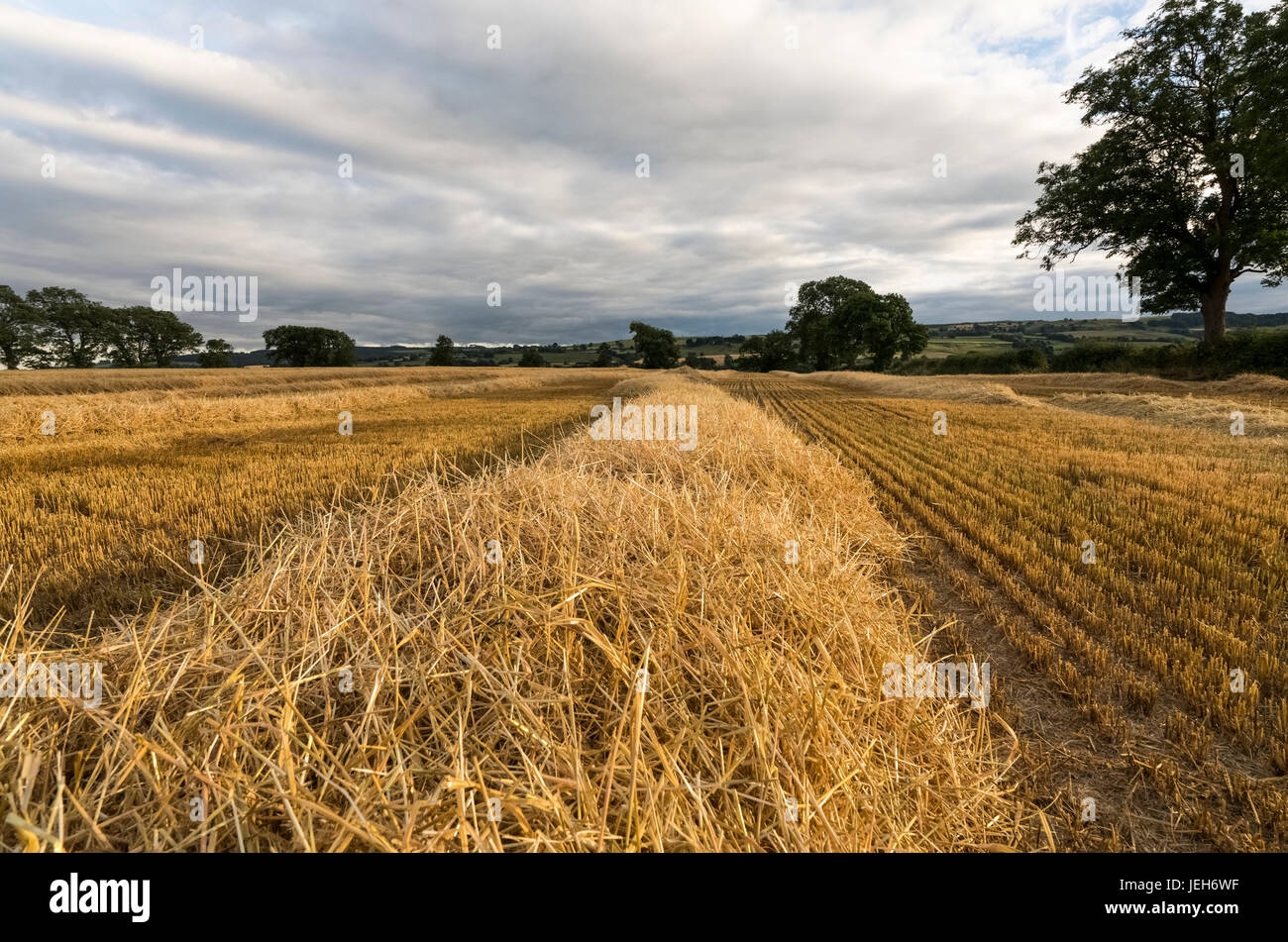A section of hay beside stubble on a cut field under a cloudy sky ...