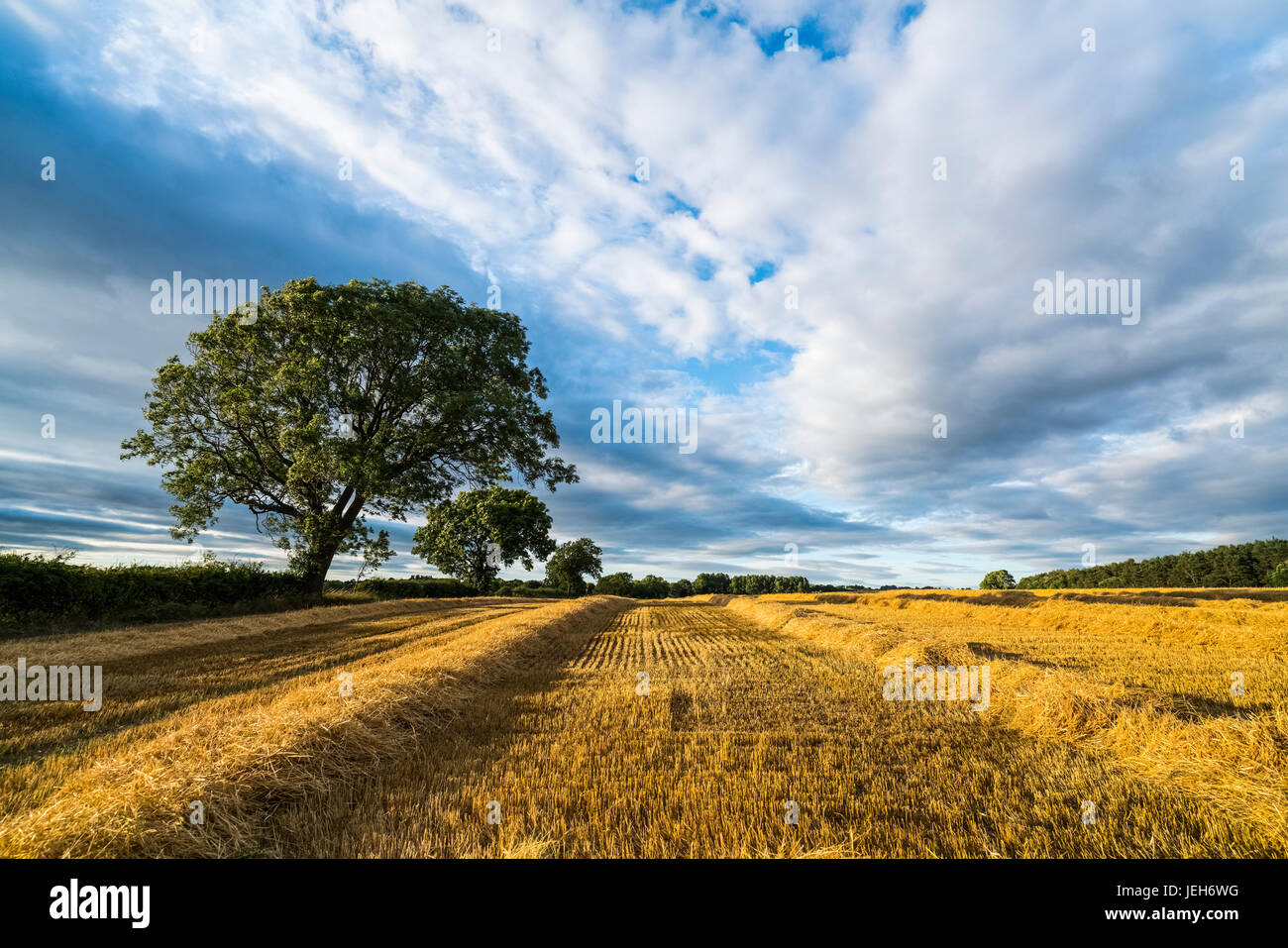 Sections of hay beside stubble on a cut field under a cloudy sky ...